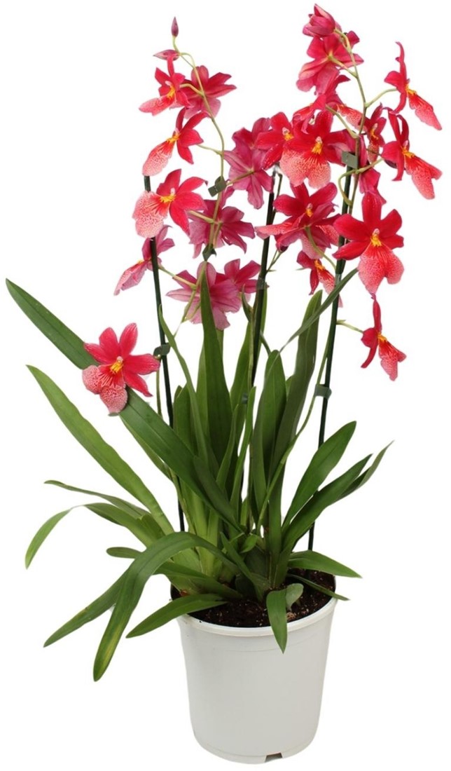 Acquistare Orchidea Cambria Nelly Isler Ø19 cm – 70 cm? Ordinate online ...