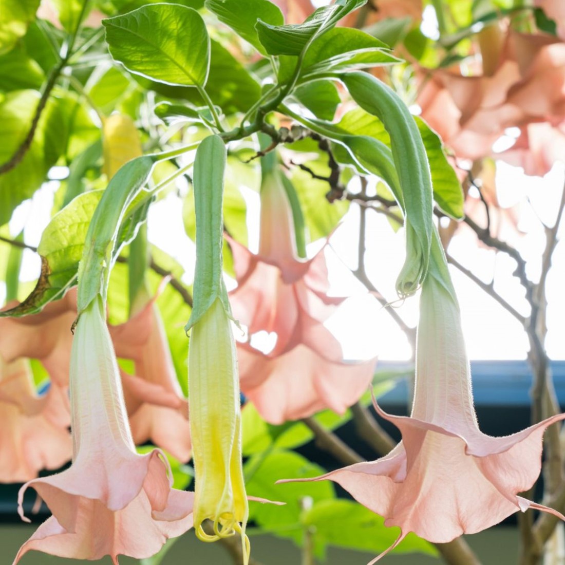 Engelentrompet Roze - Brugmansia (Potplant) Florablom