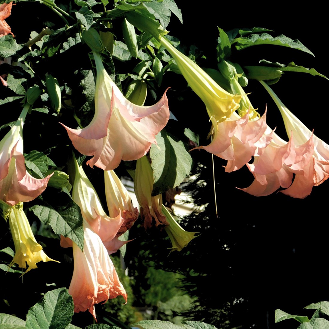 Engelentrompet Roze - Brugmansia (Potplant) Florablom