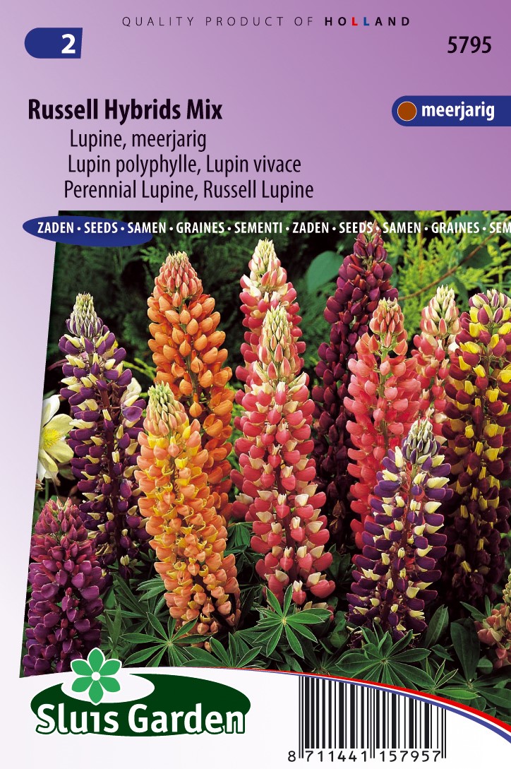 Lupinus Russell Hybrids Mix - Lupinus Florablom