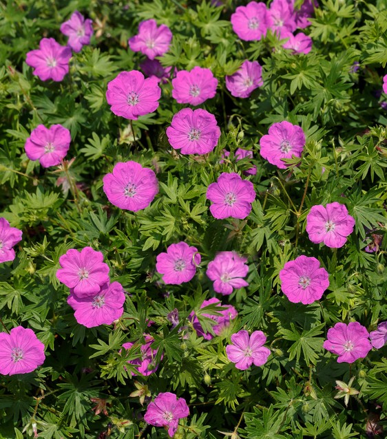 Ooievaarsbek Max Frei - Geranium sanguineum Florablom