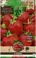 Acquistare Fragola 'Elsanta'? Ordinate online su Florablom