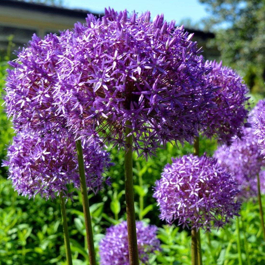 Acquistare Allium Millenium – Aglio ornamentale? Ordinate online su ...