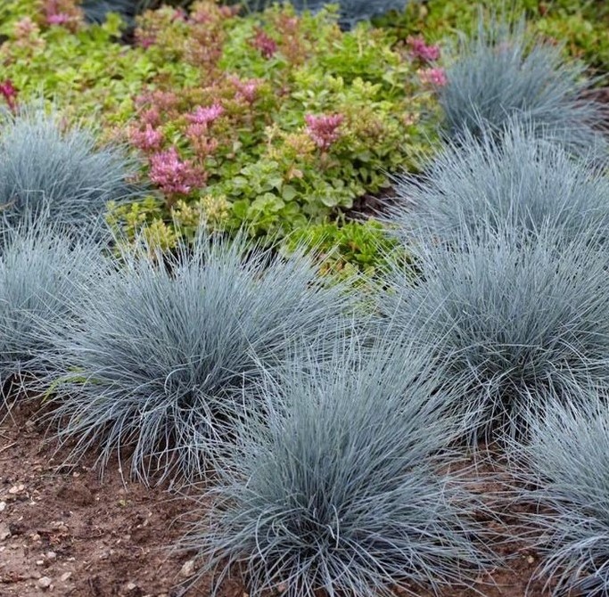 Acquistare Erba ornamentale Festuca 'Elijah Blue' (Festuca Glauca ...