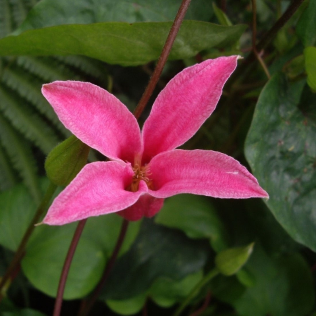 Clematis texensis Princess Diana - Bosrank Florablom
