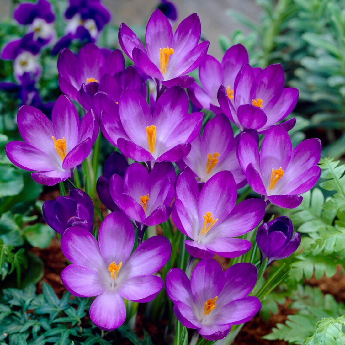 Krokus Ruby Giant - Crocus tommasinianus Florablom