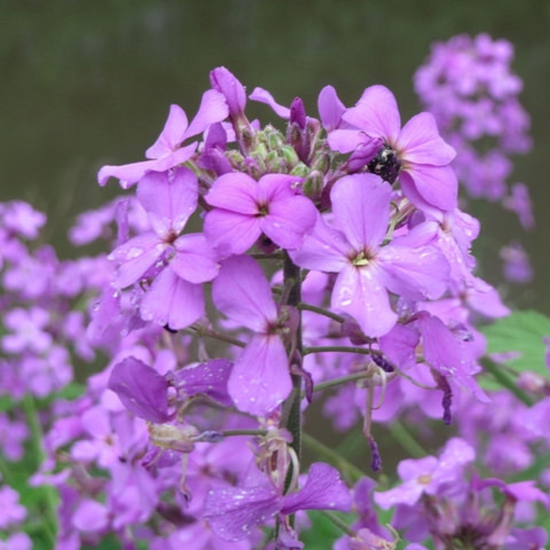 Acquistare Hesperis Matronalis? Ordinate online su Florablom