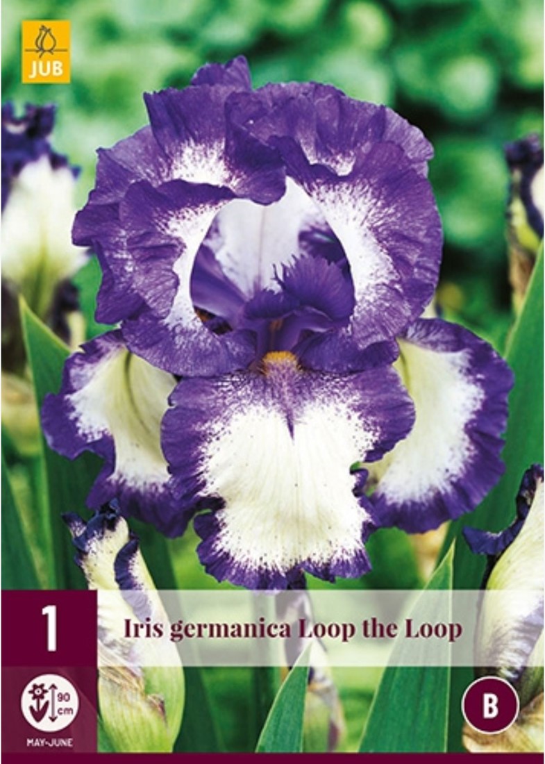 Iris Germanica Loop the Loop Florablom