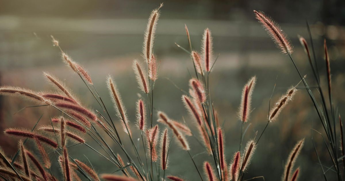 Lavori in giardino ad agosto con Modeste Herwig