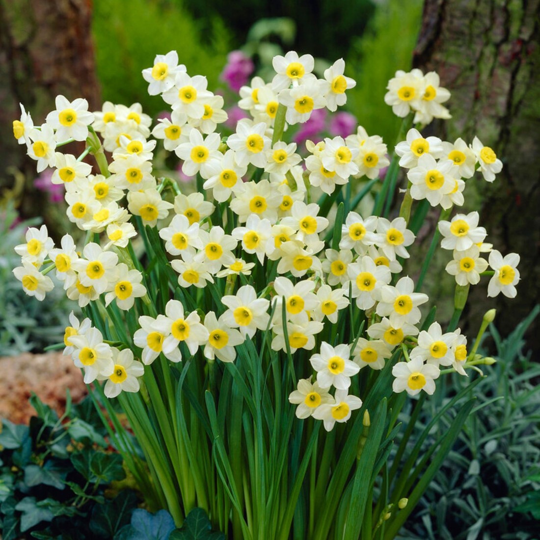 Narcis Minnow - Narcissus Florablom