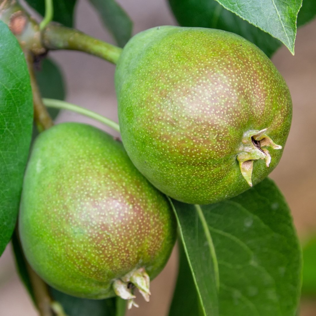 Peer Doyenné du Comice - Pyrus communis Florablom