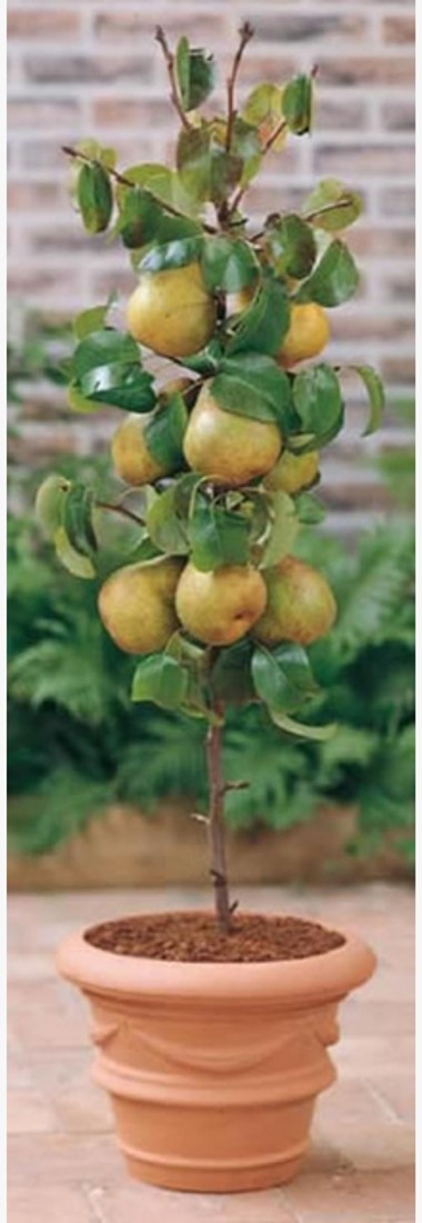 Peer Doyenné du Comice - Pyrus communis Florablom
