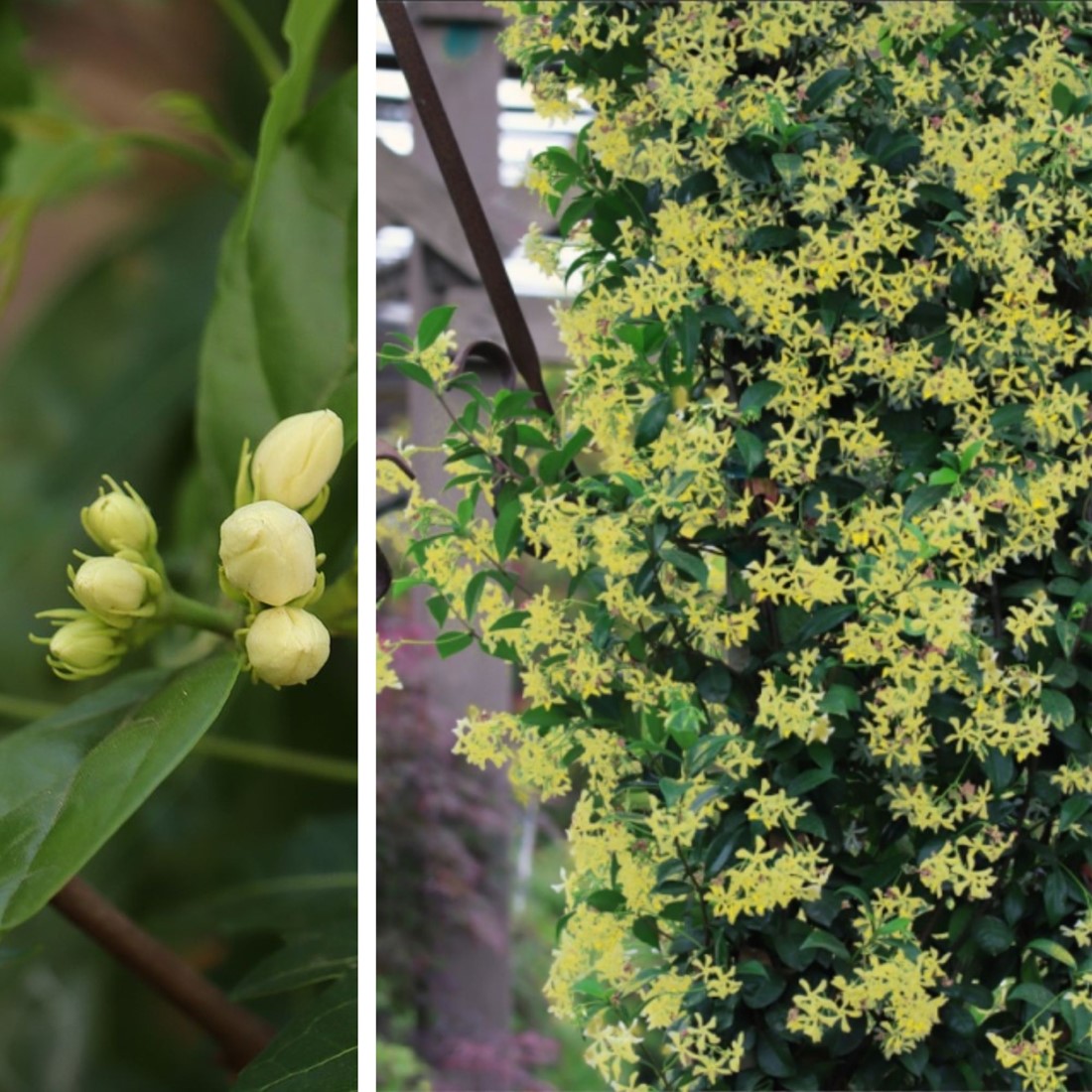 Toscaanse jasmijn Star of Tuscany - Trachelospermum jasminoides Florablom